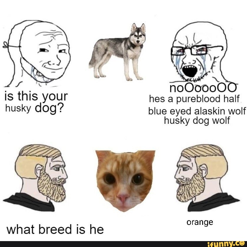 Half Cat Half Dog Breed