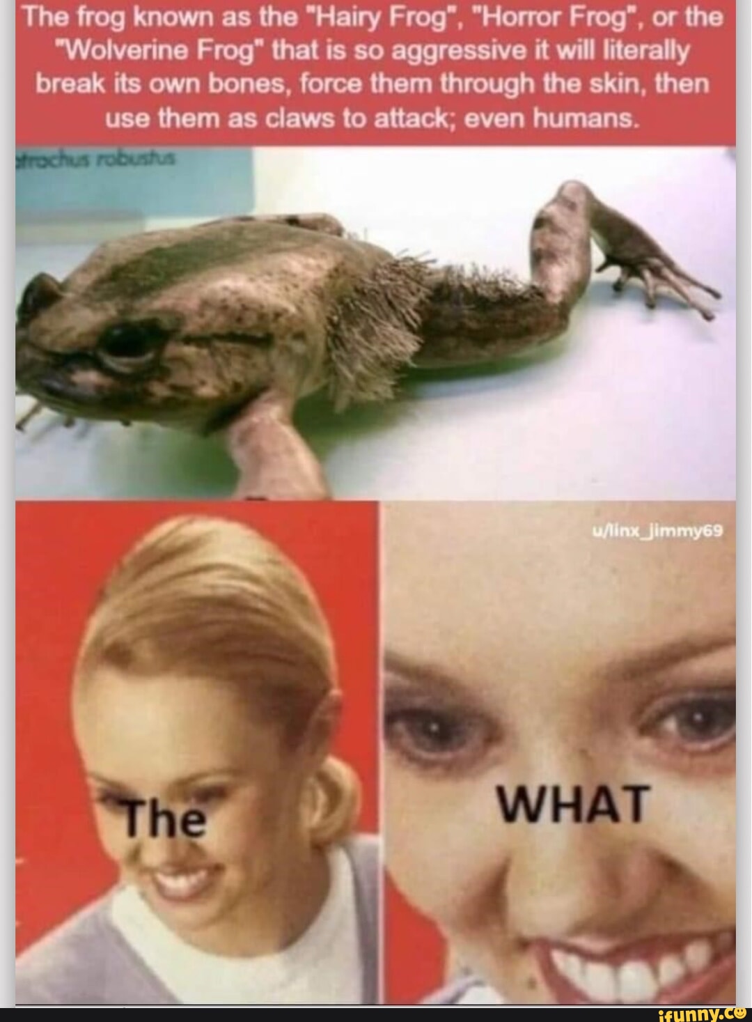 The frog known as the "Hairy Frog", "Horror Frog", or the "Wolverine ...