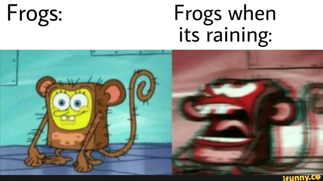 Frogs: Frogs its raining: - iFunny