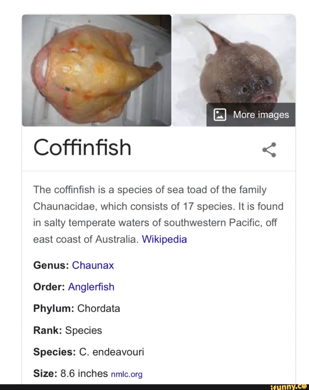 Coffinfish memes. Best Collection of funny Coffinfish pictures on iFunny