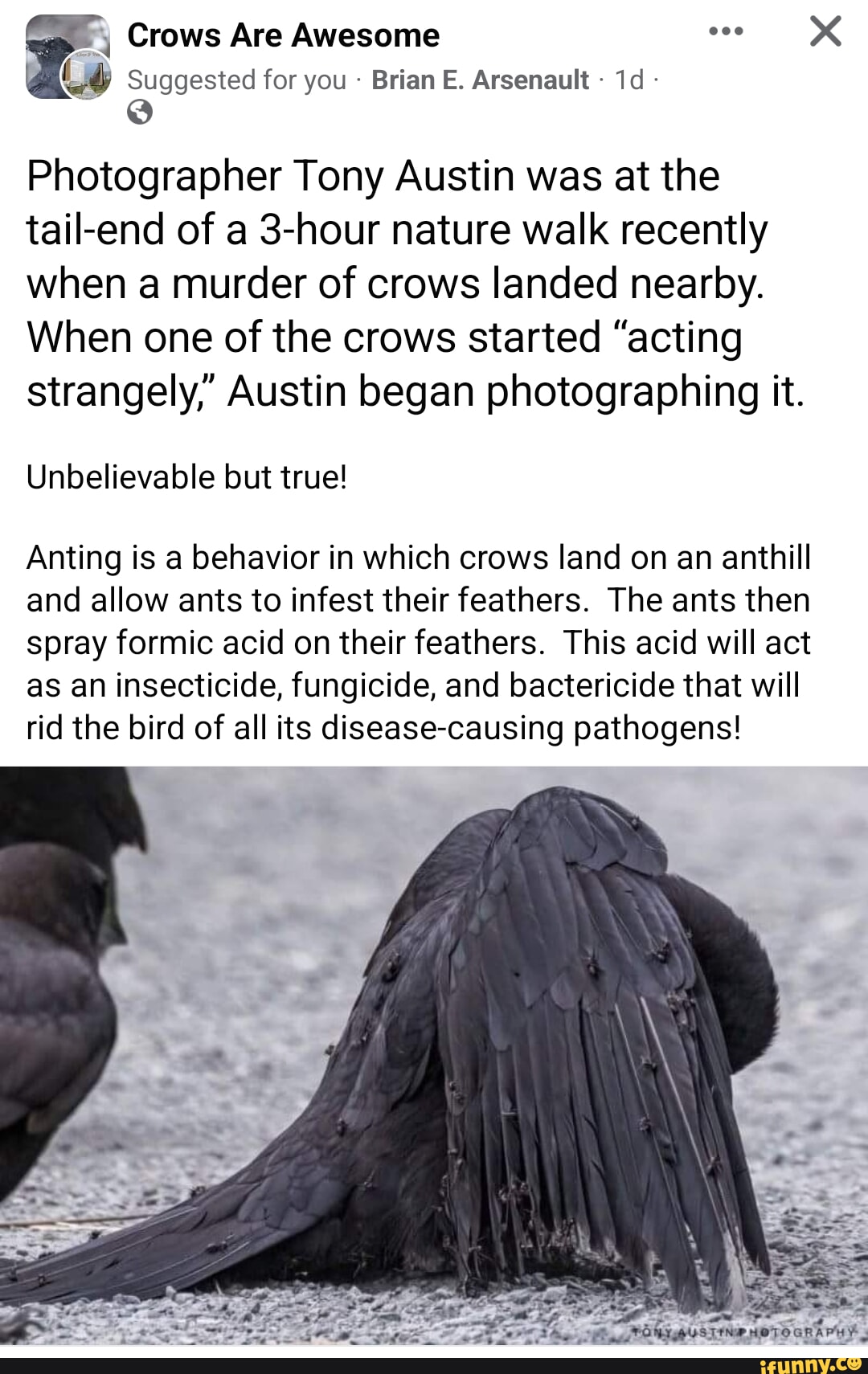 Crows memes. Best Collection of funny Crows pictures on iFunny