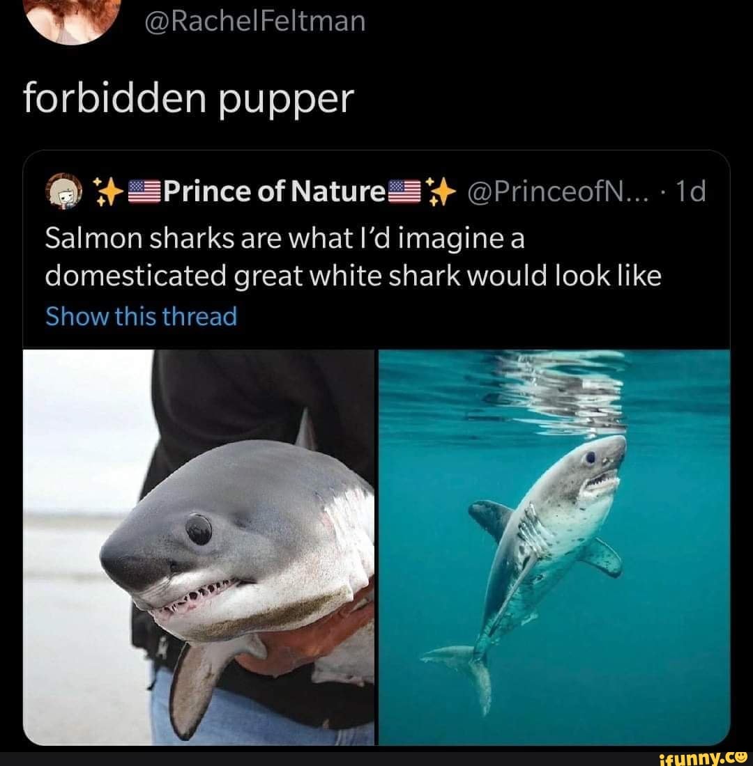 Domesticated memes. Best Collection of funny Domesticated pictures on ...