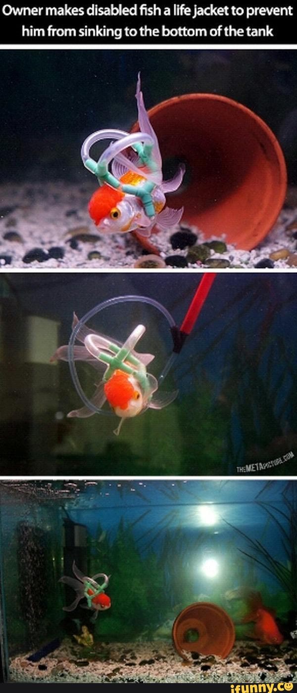 Fish saver - Owner makes disabled fish a life jacket to prevent him ...