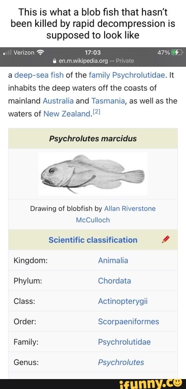 This is what a blob fish that hasn't been killed by rapid decompression ...