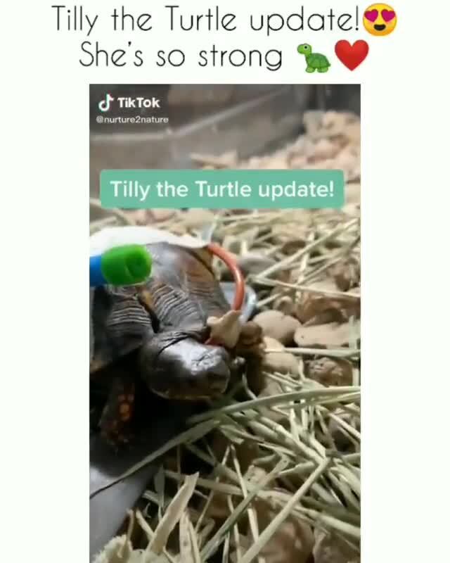 Tilly the Turtle update! She's so strong Tilly the Turtle update ...
