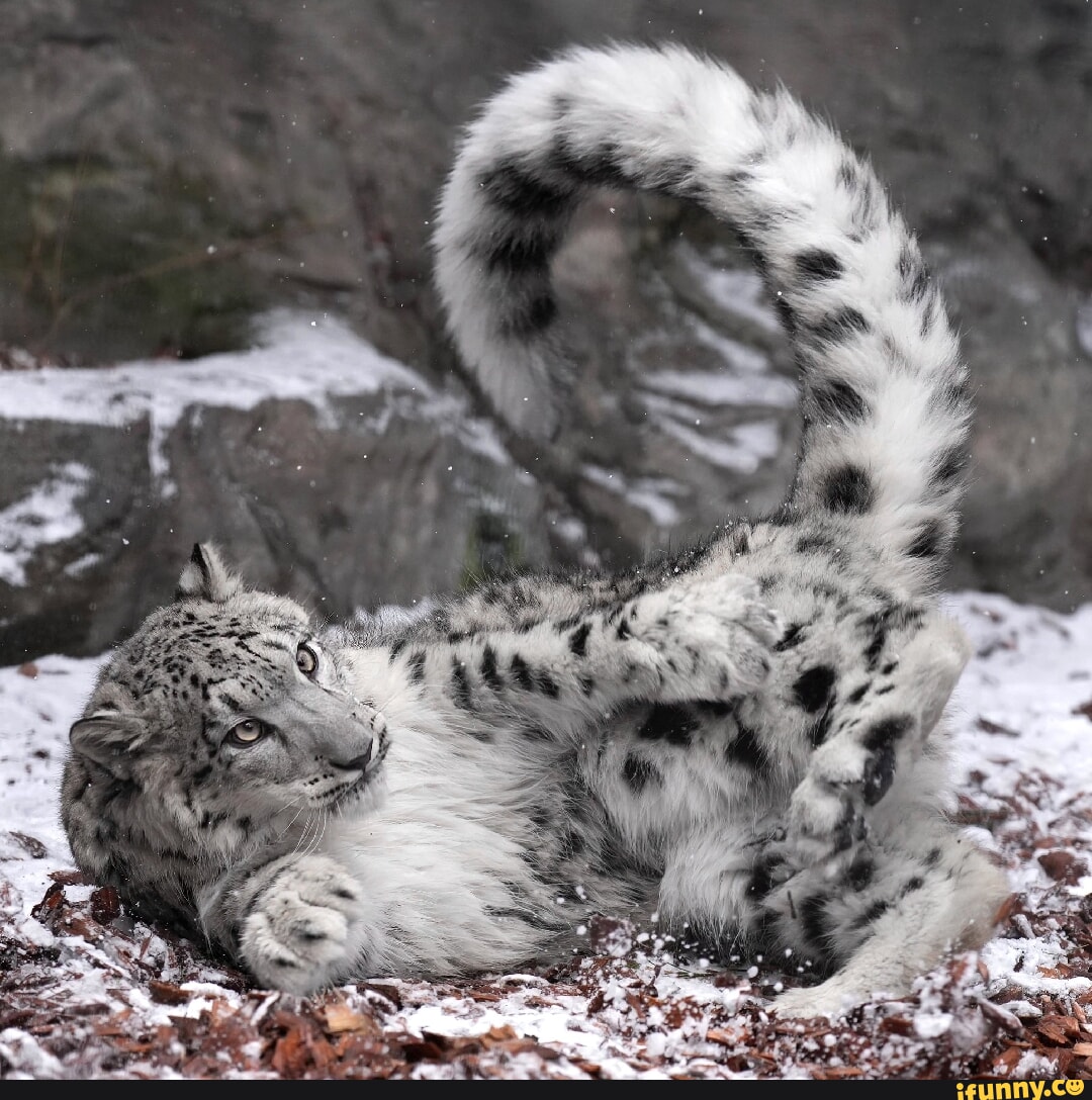 Snep memes. Best Collection of funny Snep pictures on iFunny