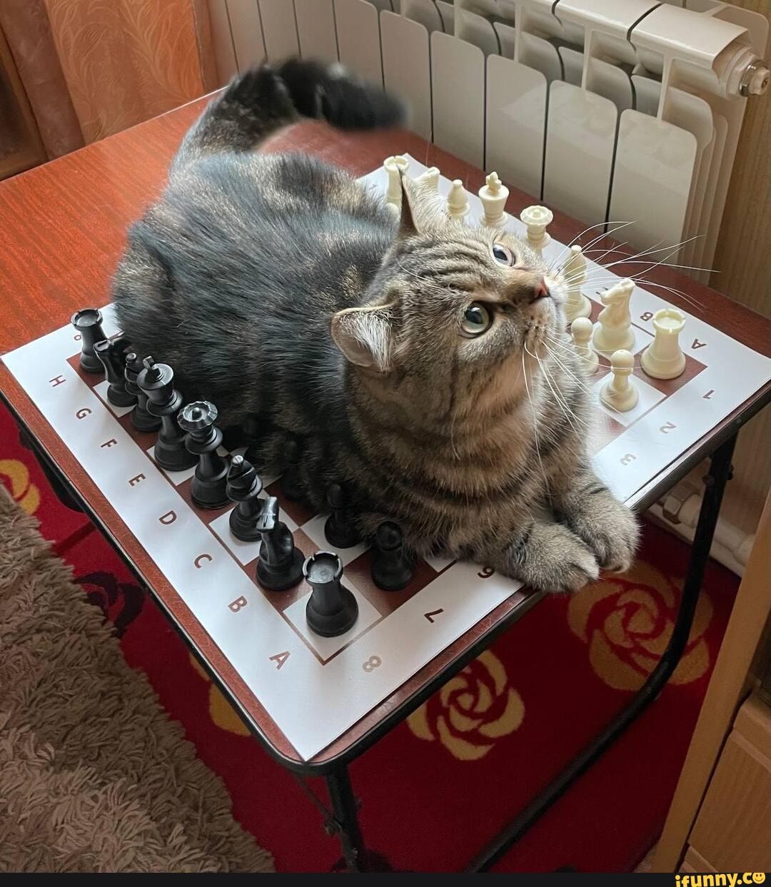 Dethroning memes. Best Collection of funny Dethroning pictures on iFunny