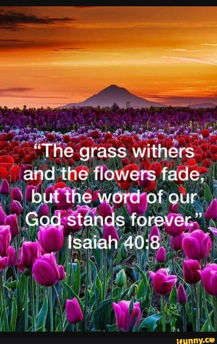 "The grass withers and the tlowers fade, but word of our God stands ...