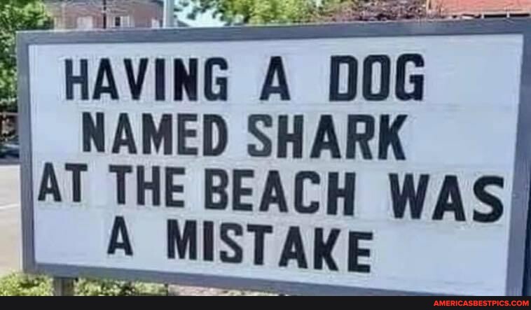 HAVING A DOG NAMED SHARK AT THE BEACH WAS A MISTAKE - America’s best ...