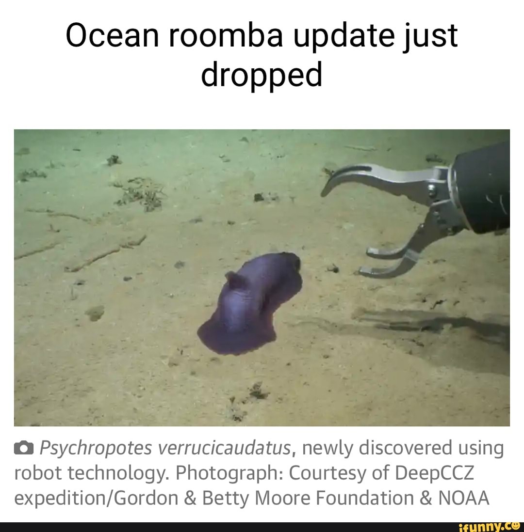 Ocean roomba update just dropped Psychropotes verrucicaudatus, newly ...