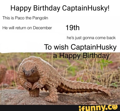Happy Birthday CaptainHusky! This is Paco the Pangolin He will return ...