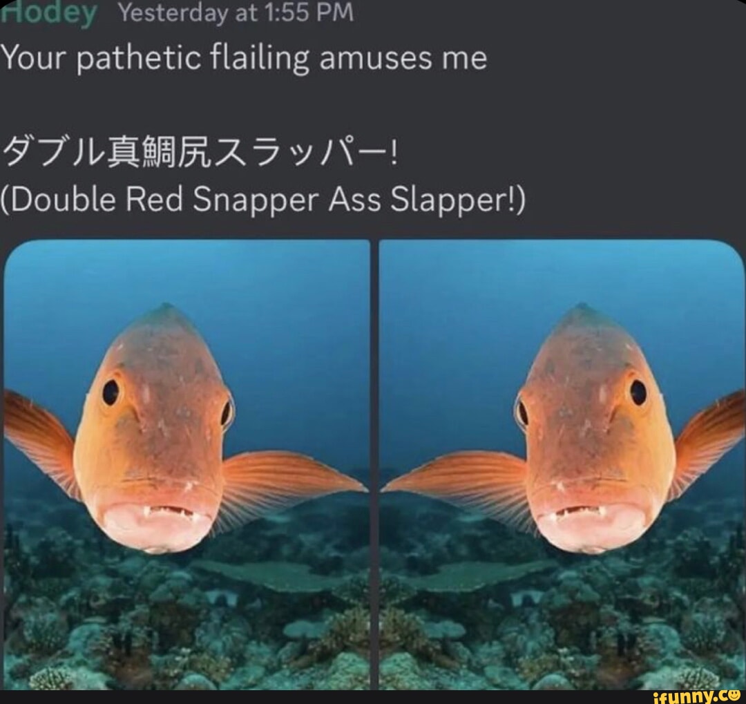 Snapper memes. Best Collection of funny Snapper pictures on iFunny