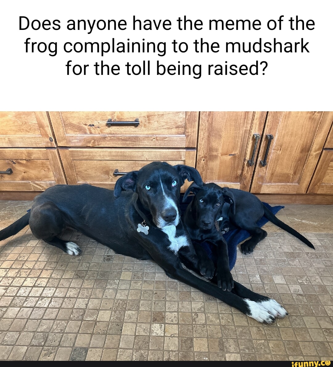 Mudshark memes. Best Collection of funny Mudshark pictures on iFunny