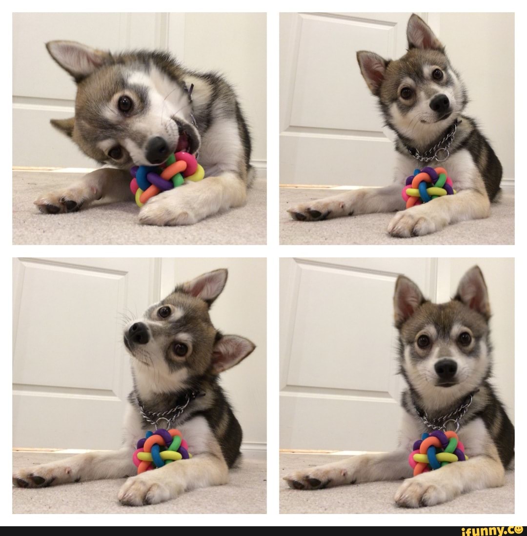 Container memes. Best Collection of funny Container pictures on iFunny