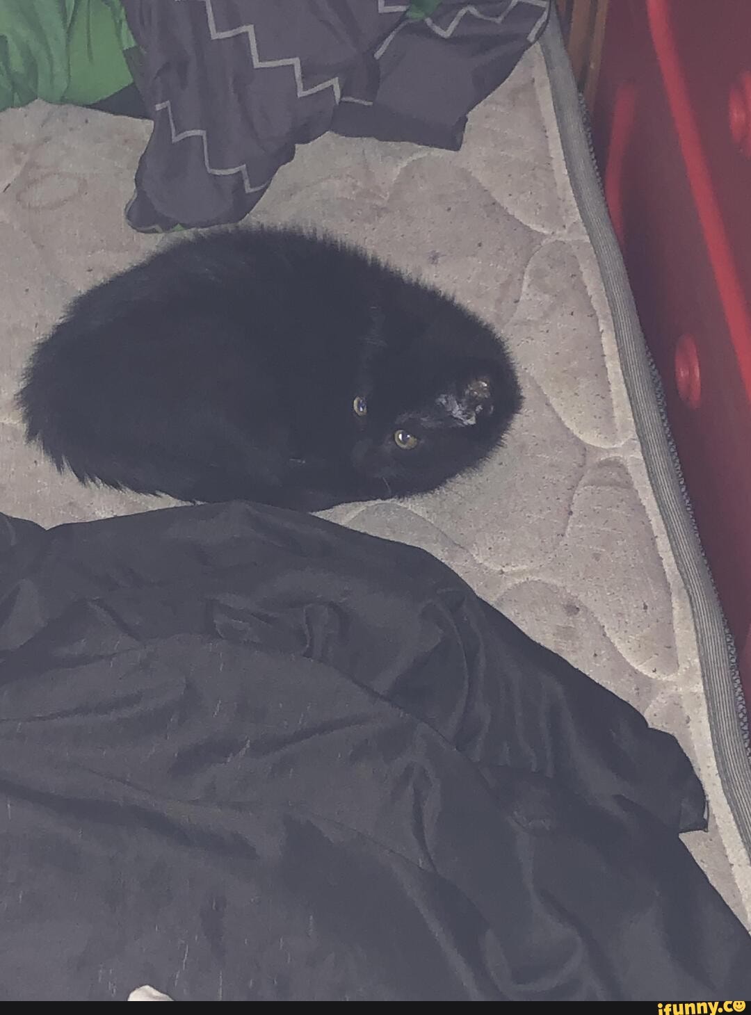 Roz memes. Best Collection of funny Roz pictures on iFunny