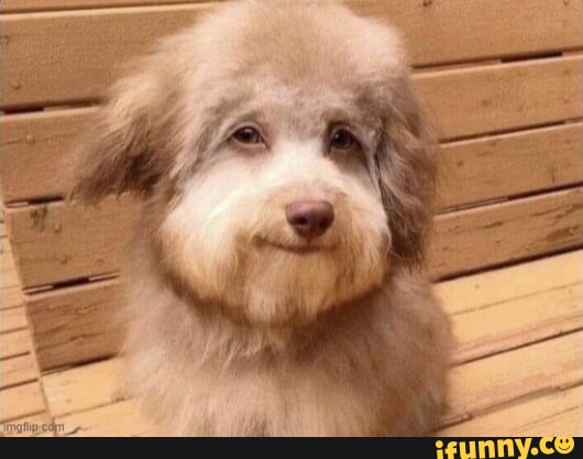 Looksmaxxing memes. Best Collection of funny Looksmaxxing pictures on ...