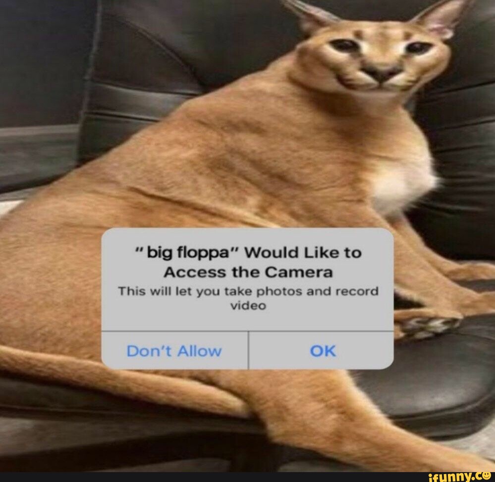 Big floppa" Would Like to Access the Camera This will let you take ...