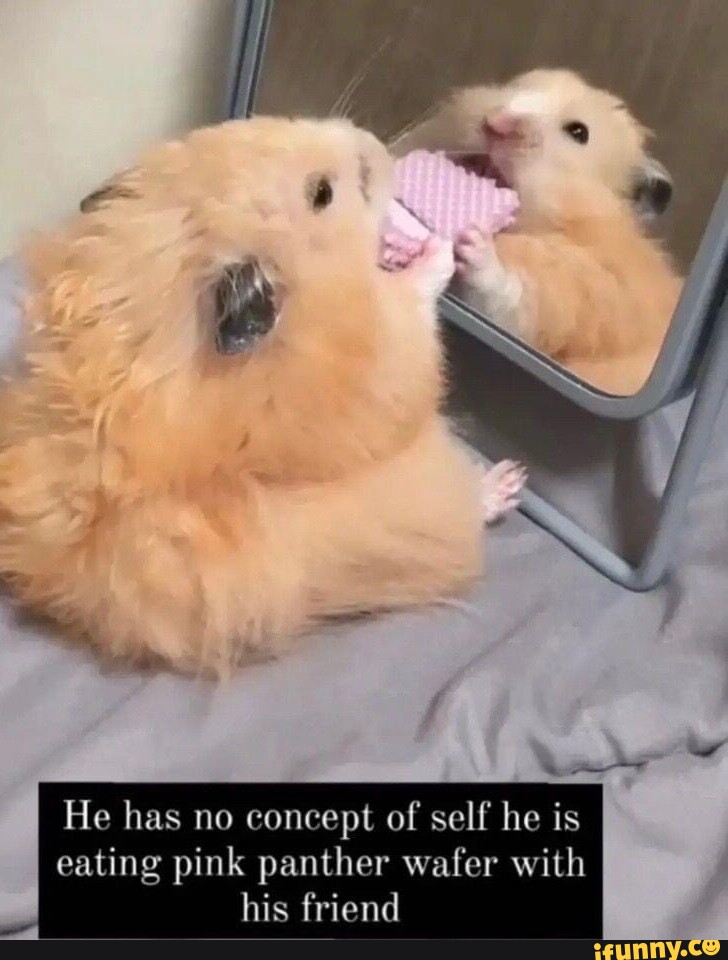 Pink_panther memes. Best Collection of funny Pink_panther pictures on ...