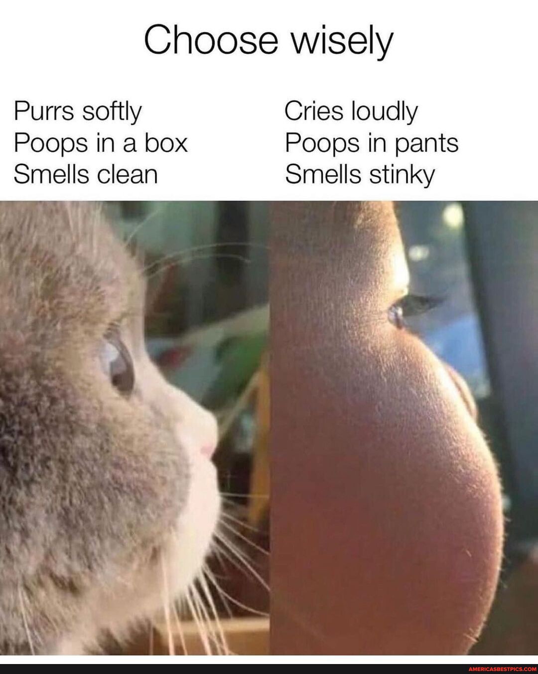 N/A - Choose wisely Purrs softly Cries loudly Poops in a box Poops in ...