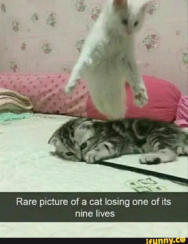 Rare picture of a cat losing one of its nine lives - iFunny