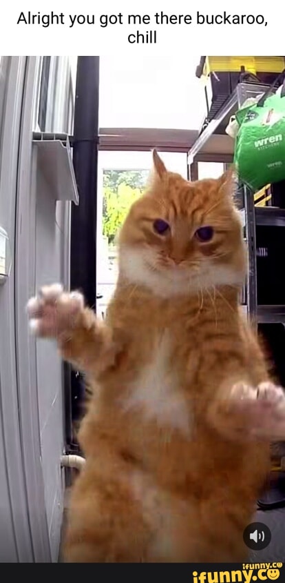 Buckaroo memes. Best Collection of funny Buckaroo pictures on iFunny