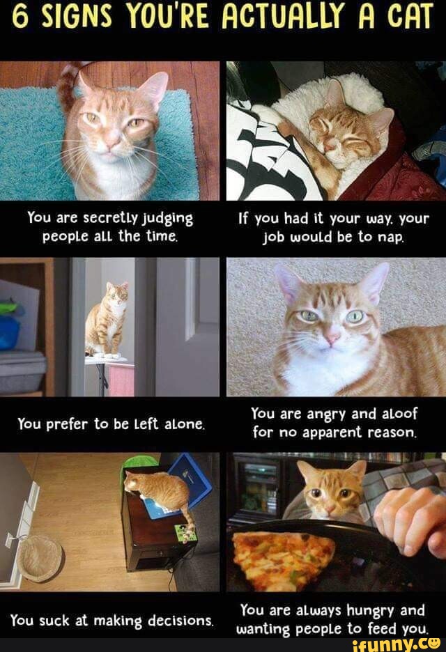 6 SIGNS YOU'RE ACTUALLY A CAT You are secretly judging If you had it ...