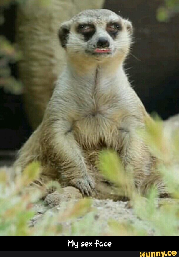 Hellur memes. Best Collection of funny Hellur pictures on iFunny