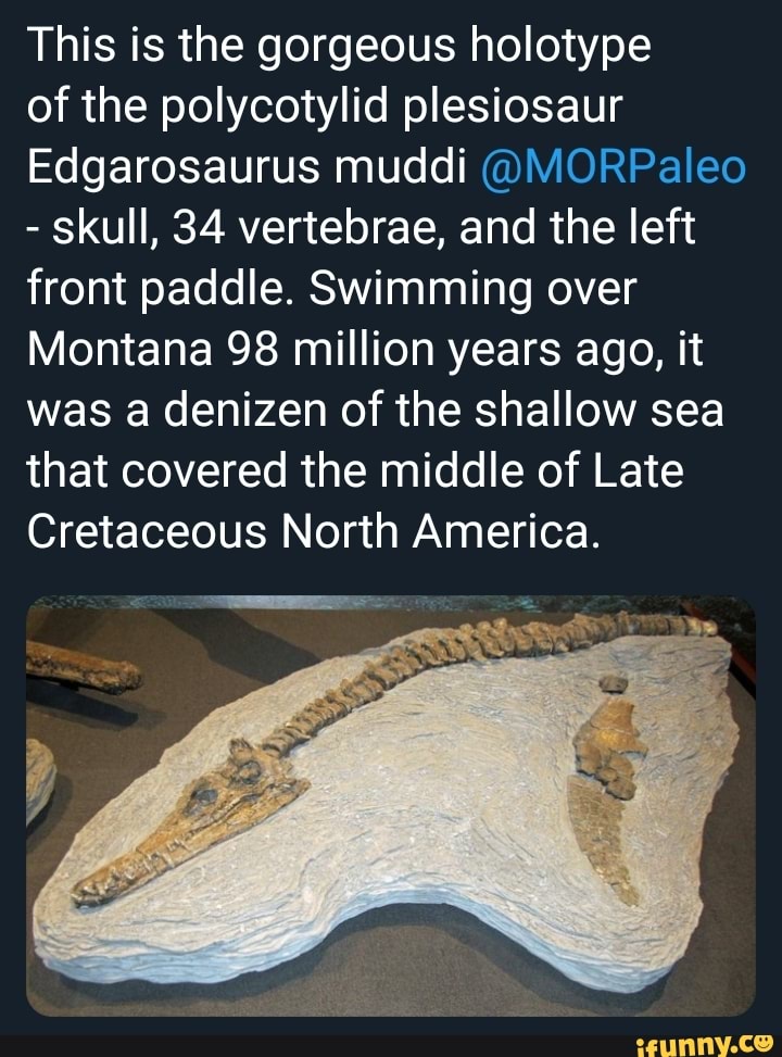 This is the gorgeous holotype of the polycotylid plesiosaur ...