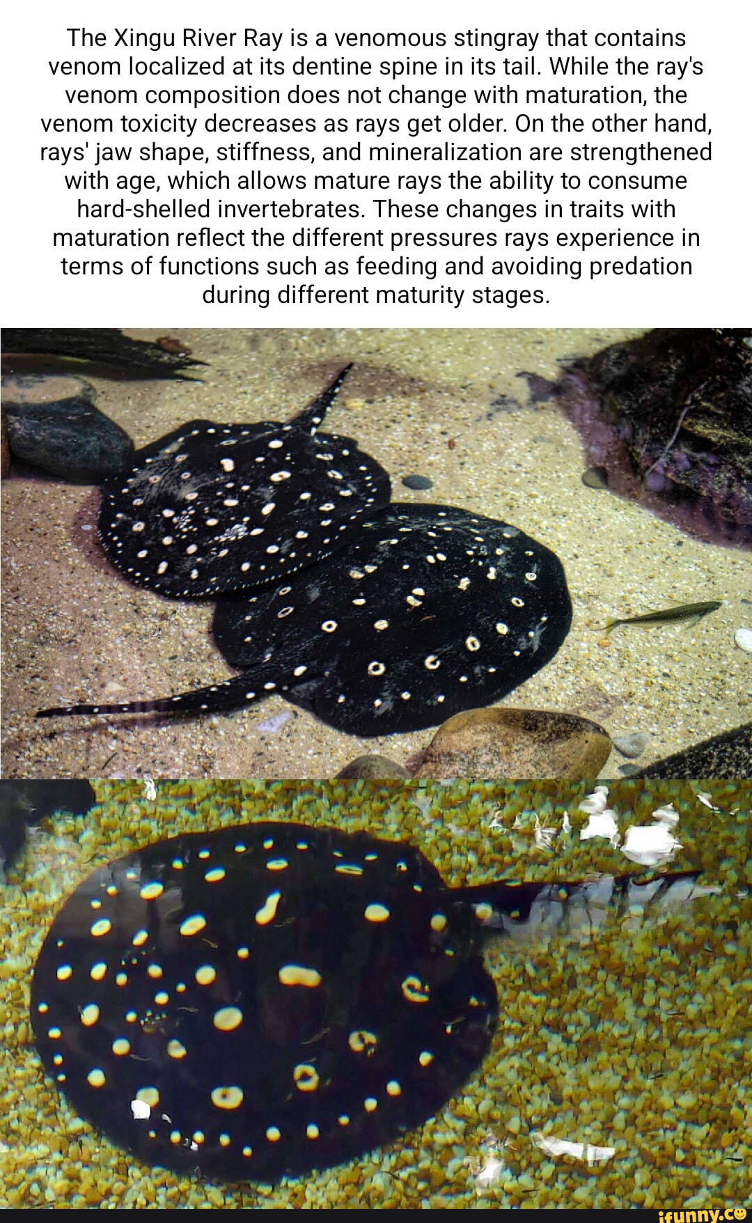 The Xingu River Ray is a venomous stingray that contains venom ...