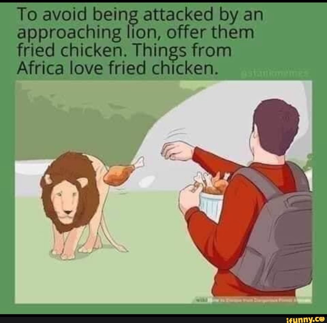 To avoid being attacked by an approaching lion, offer them fried ...