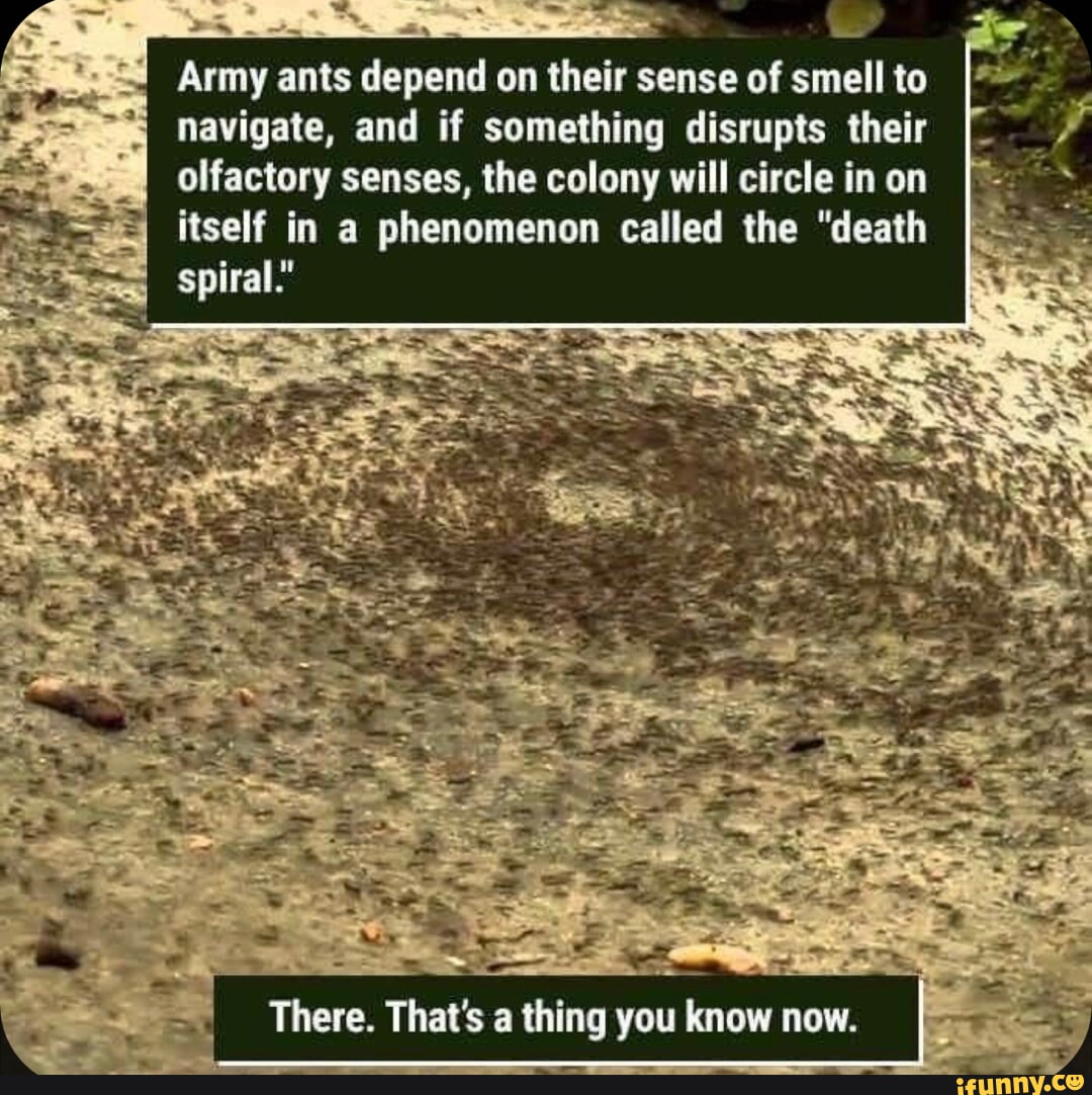 Olfactory memes. Best Collection of funny Olfactory pictures on iFunny