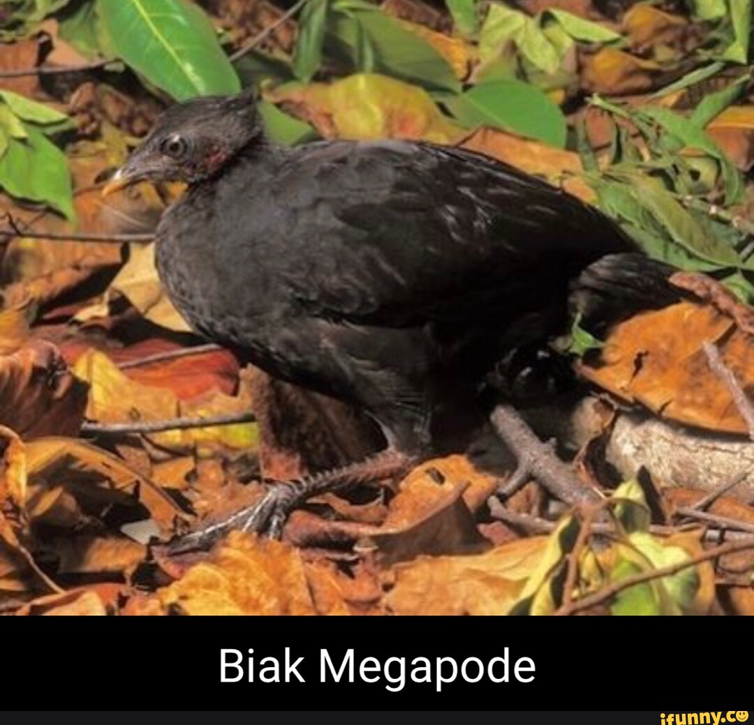 Megapodes memes. Best Collection of funny Megapodes pictures on iFunny
