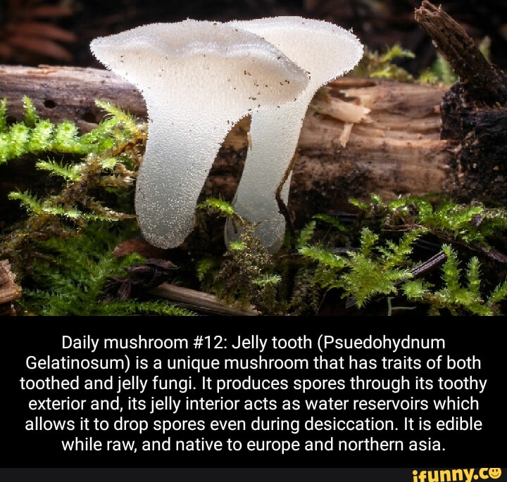 Fungi memes. Best Collection of funny Fungi pictures on iFunny