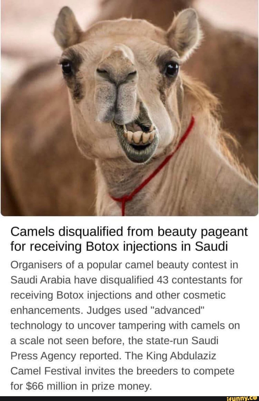 Camels disqualified from beauty pageant for receiving Botox injections ...
