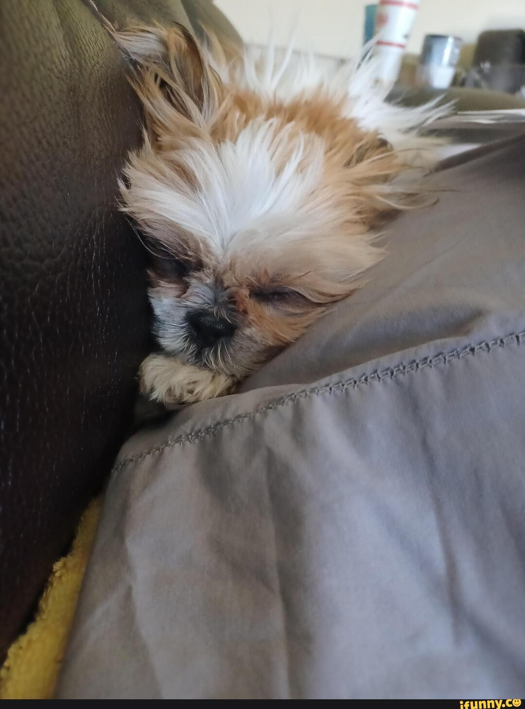 Puppy_sitting memes. Best Collection of funny Puppy_sitting pictures on ...