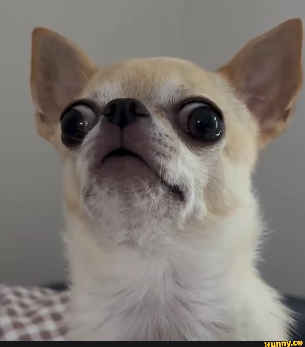 Flabbergasted memes. Best Collection of funny Flabbergasted pictures on ...