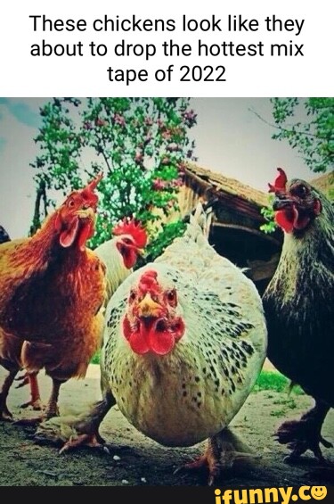 These chickens look like they about to drop the hottest mix tape of ...