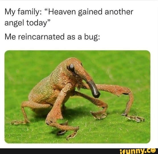 My family: "Heaven gained another angel today" Me reincarnated as a bug ...