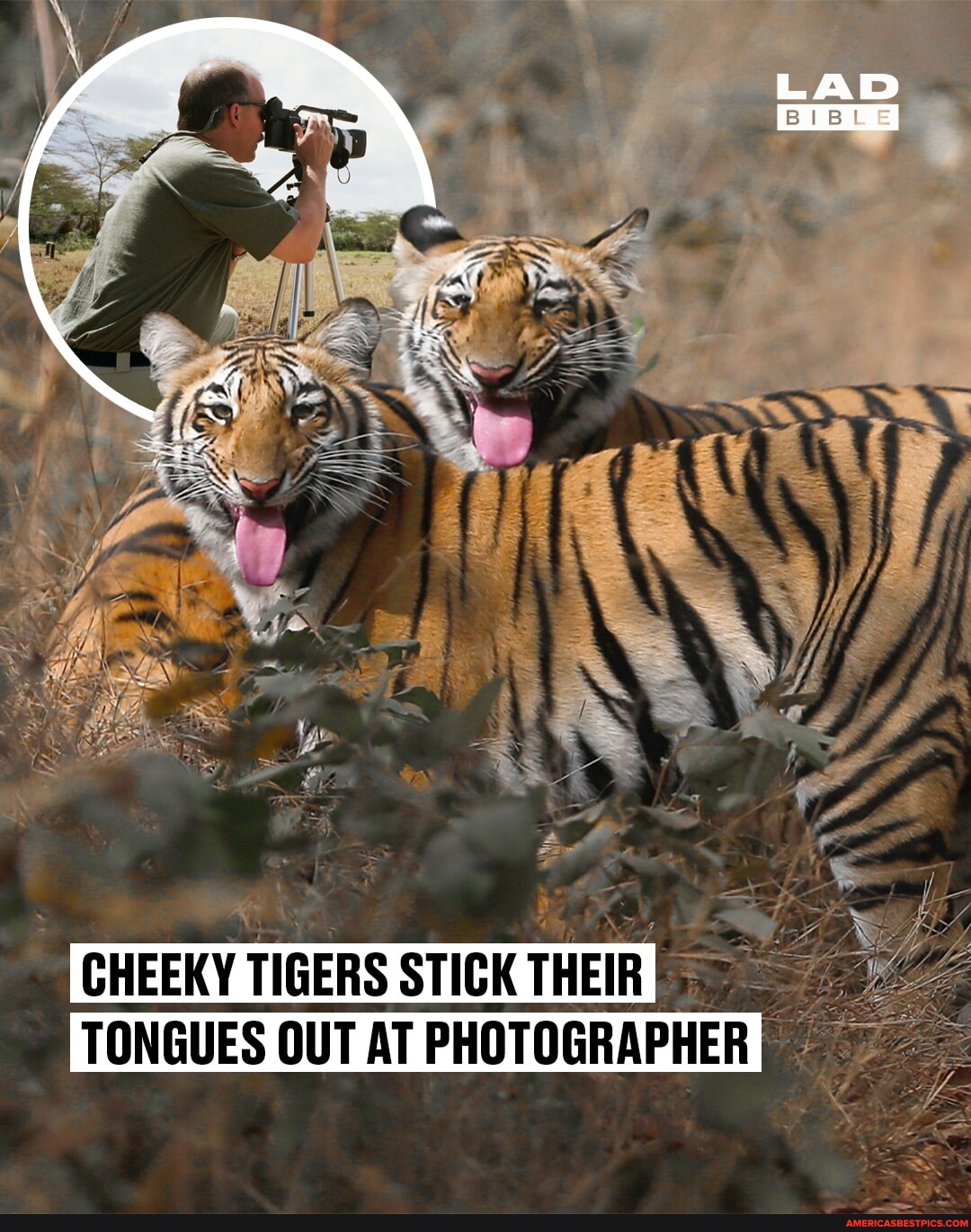 These cheeky tigers were spotted in Maharashtra India and appeared to ...