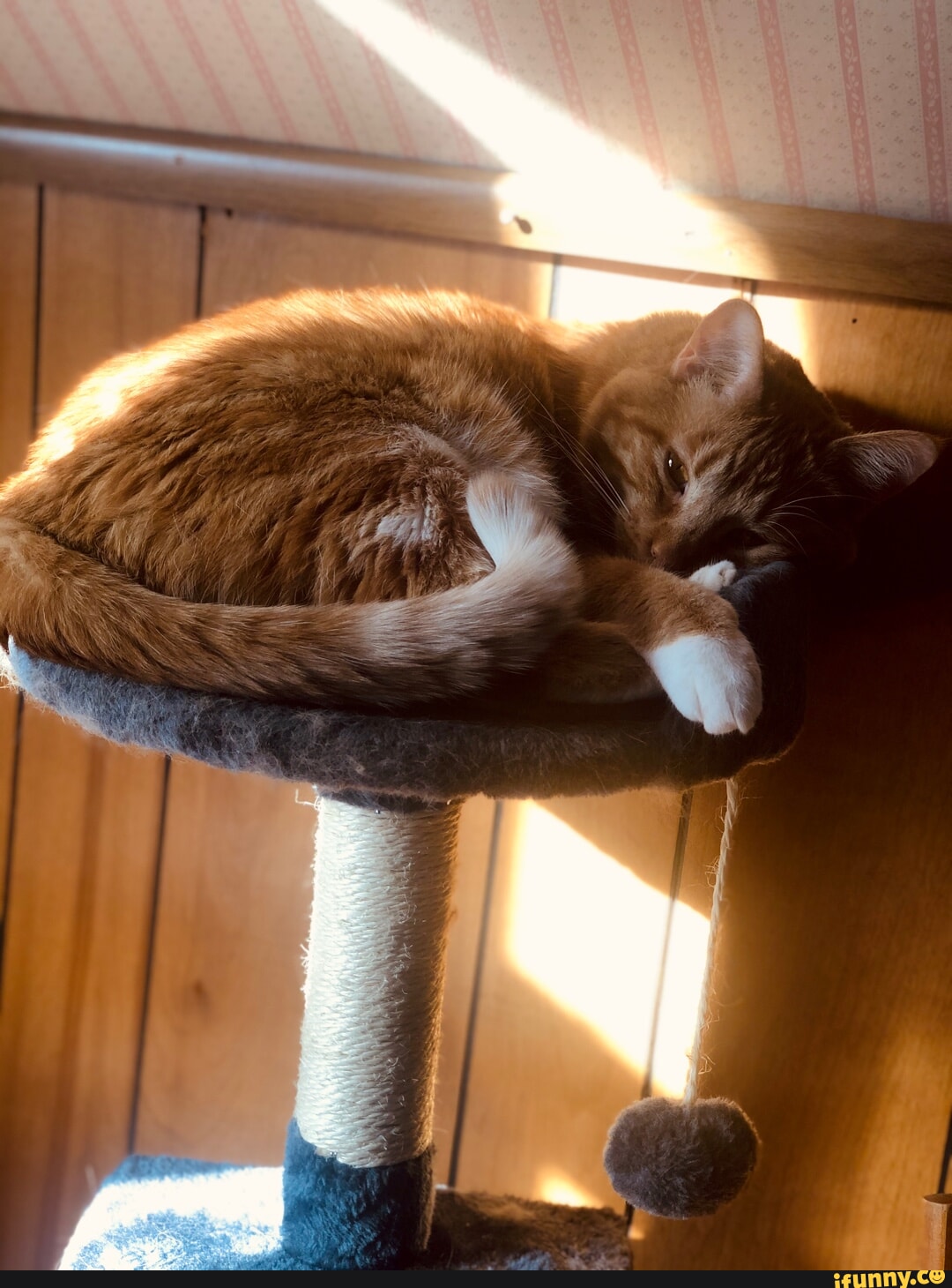 Ginger_cat memes. Best Collection of funny Ginger_cat pictures on iFunny