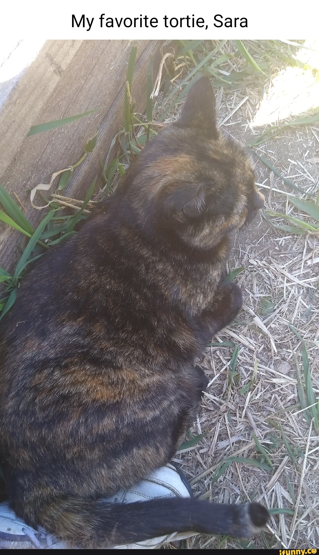 Tortoiseshell_cat memes. Best Collection of funny Tortoiseshell_cat ...