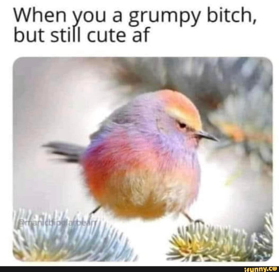 The_ice_is_gonna_break memes. Best Collection of funny The_ice_is_gonna ...