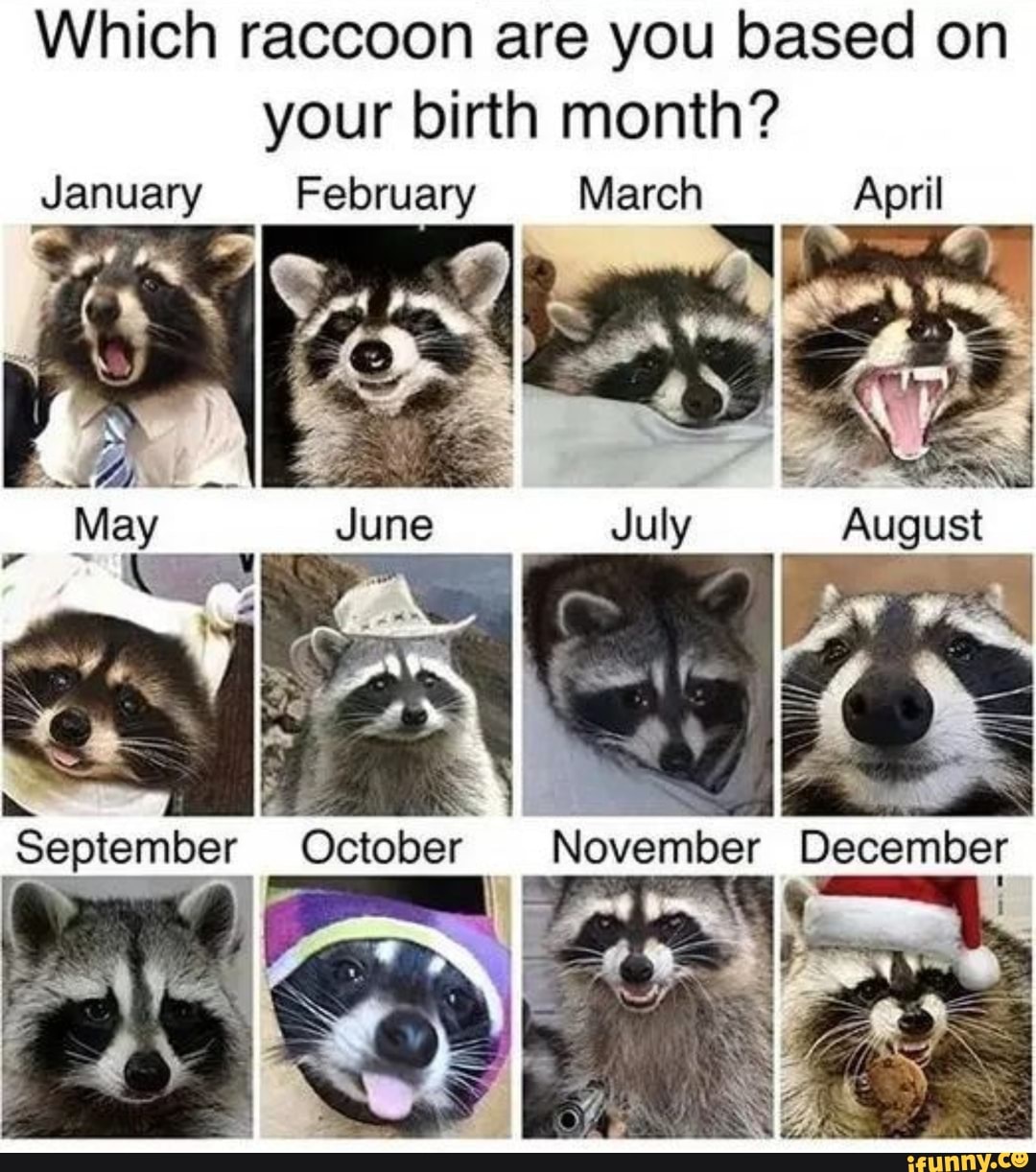 Which raccoon are you based on your birth month'? January February ...