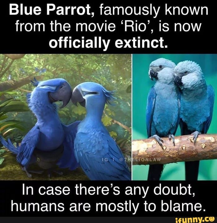 Blue Parrot, famously known from the movie ‘Rio’, is now officially ...
