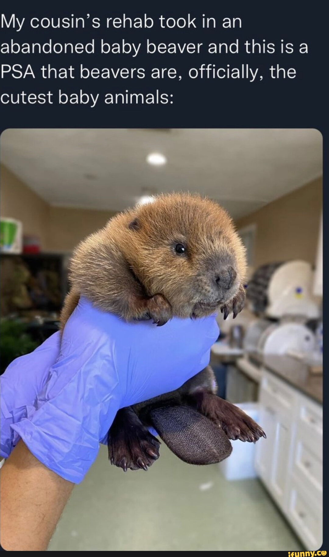 Video memes x173HOapA by hilloli_clitton - iFunny