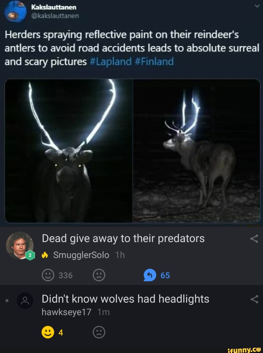 E @kakslauttanen Herders spraying reflective paint on their reindeer's ...