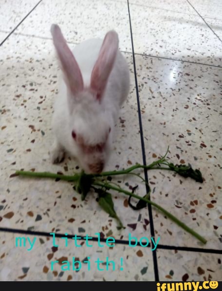 Scabies memes. Best Collection of funny Scabies pictures on iFunny