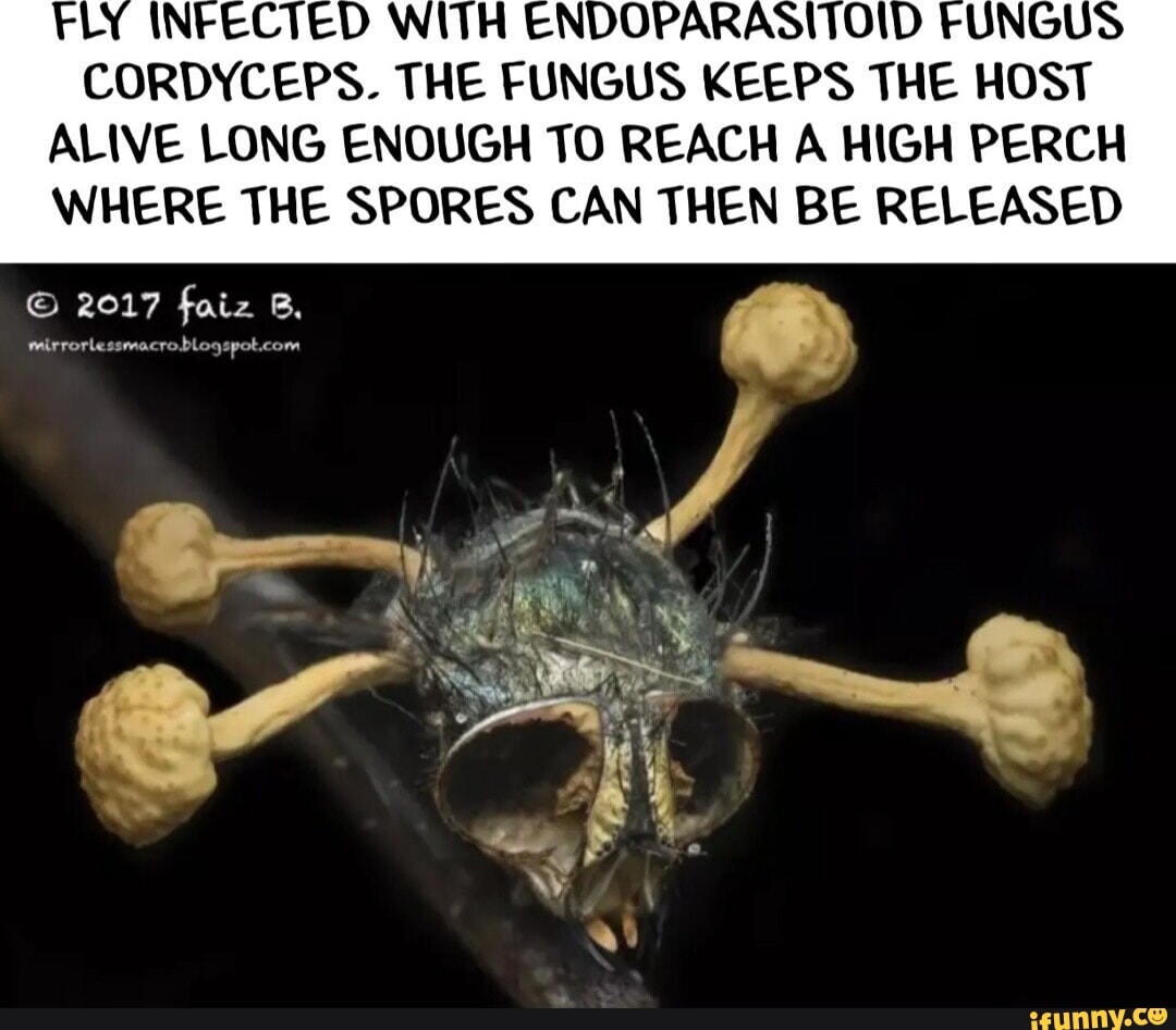 Faiz memes. Best Collection of funny Faiz pictures on iFunny