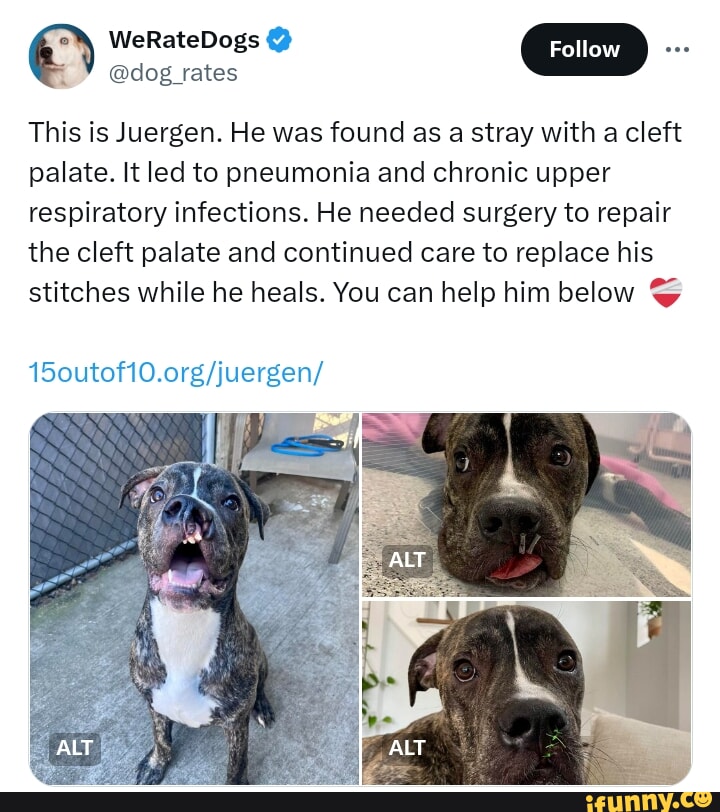 Respiratory memes. Best Collection of funny Respiratory pictures on iFunny