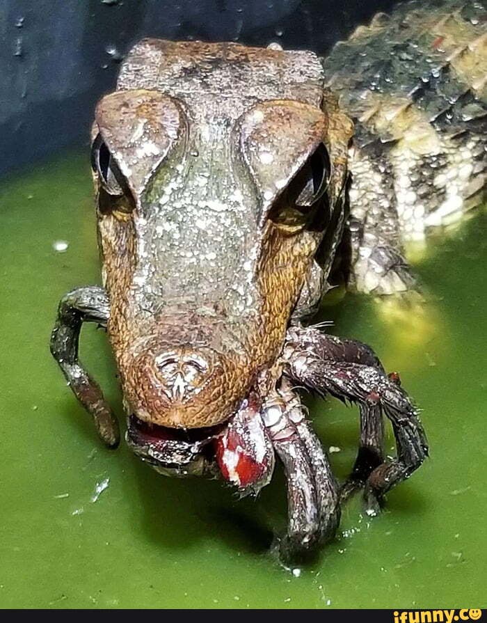 Cuviers_dwarf_caiman memes. Best Collection of funny Cuviers_dwarf ...